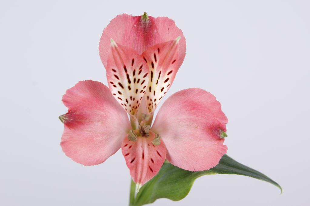 alstroemeria salmon - Florasystem Žilina