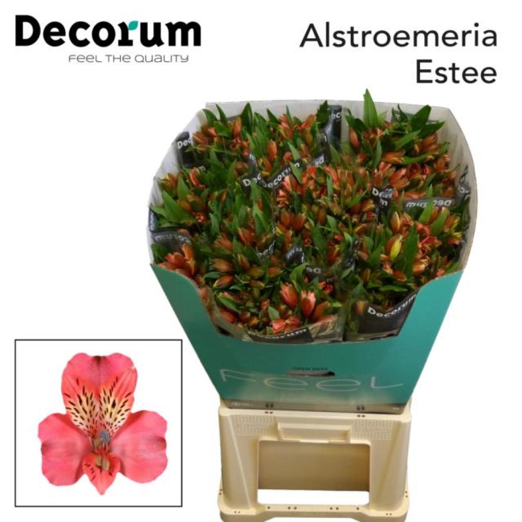 alstroemeria salmon - Florasystem Žilina