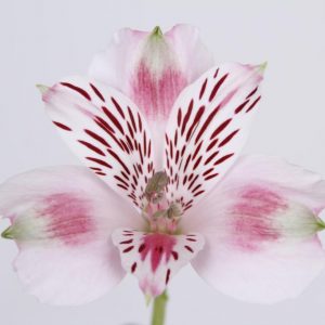 alstroemeria salmon – Florasystem Žilina