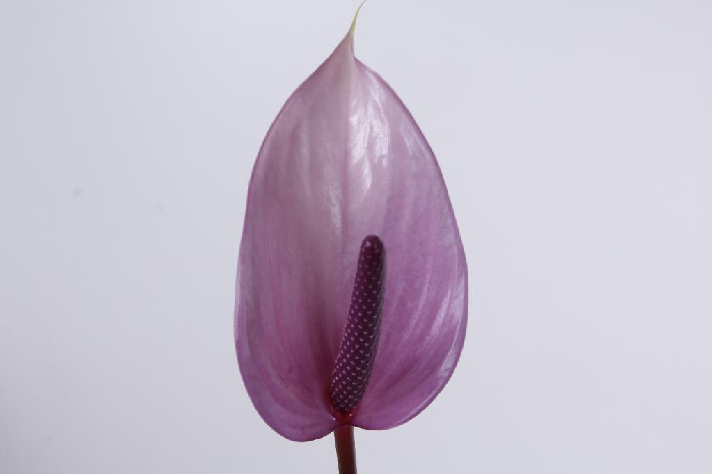 anthurium previa - Florasystem Žilina