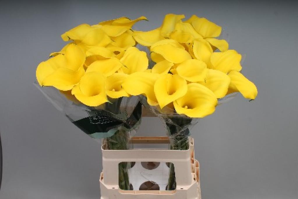 calla captain morelli - Florasystem Žilina