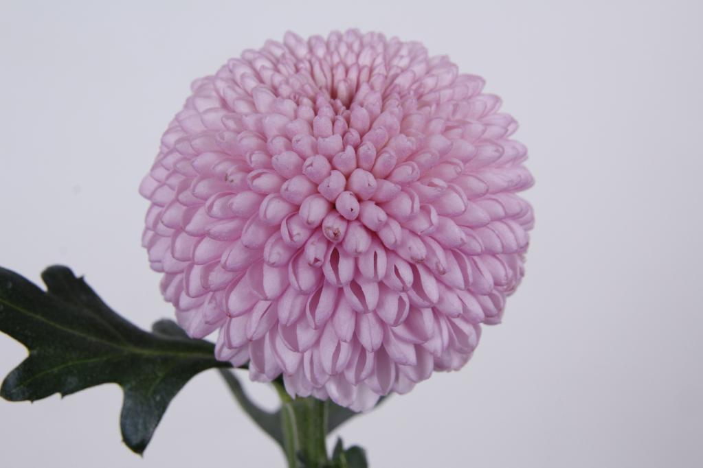 chrysant g momoko - Florasystem Žilina