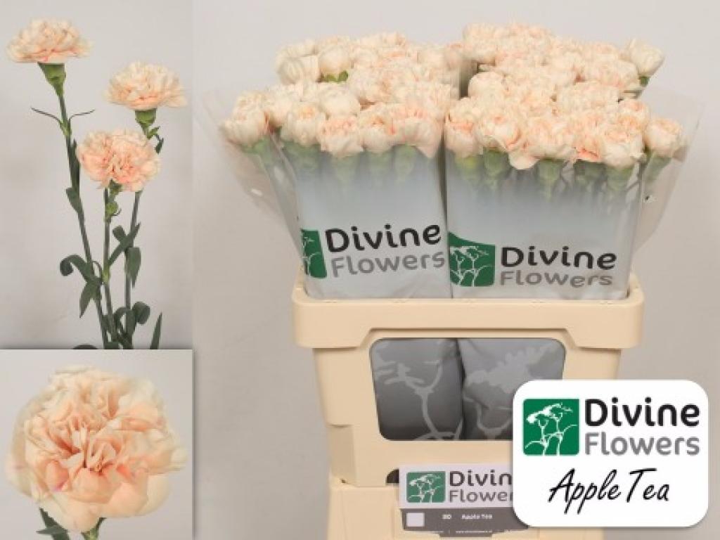 dianthus apple tea - Florasystem Žilina