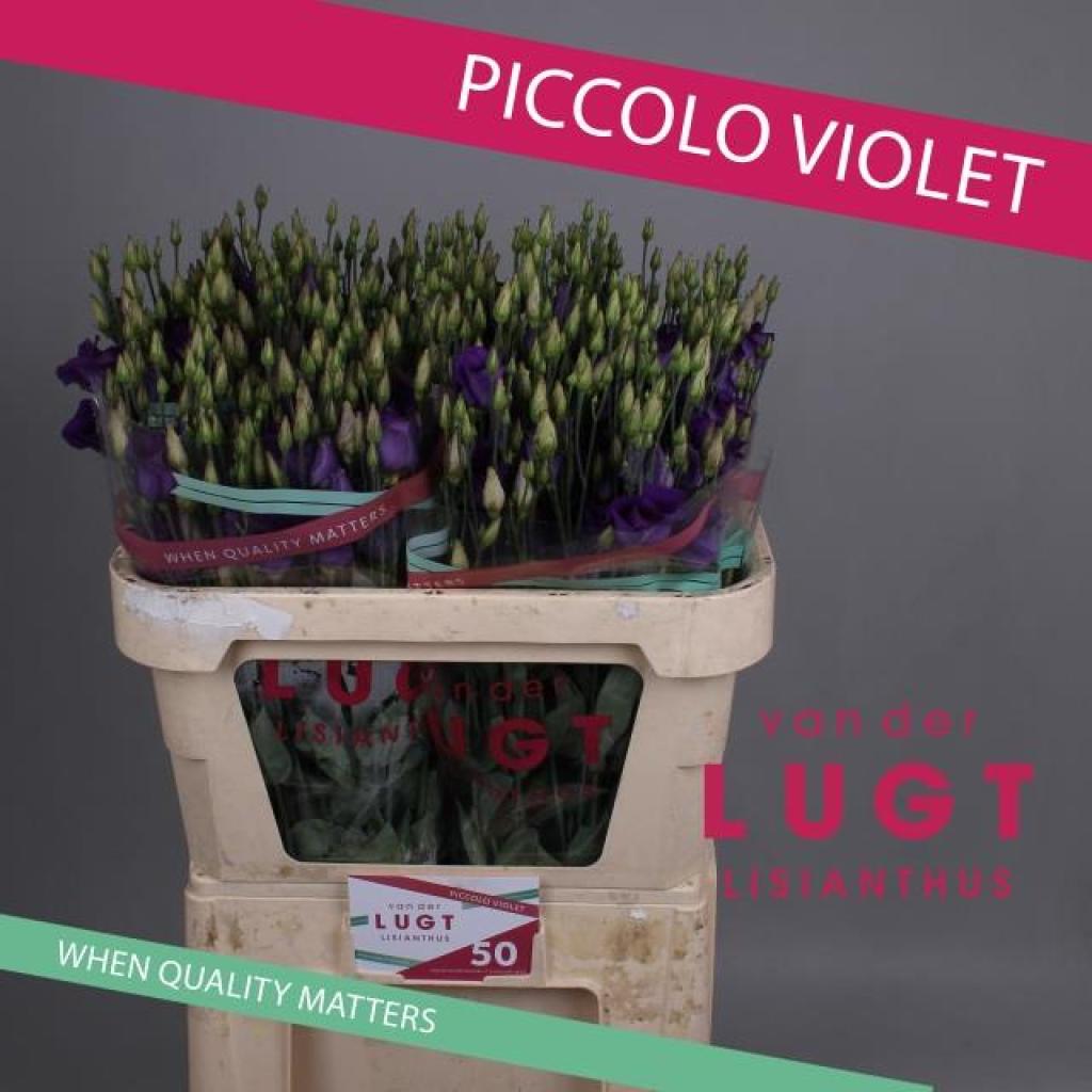 eustoma piccolo violet - Florasystem Žilina