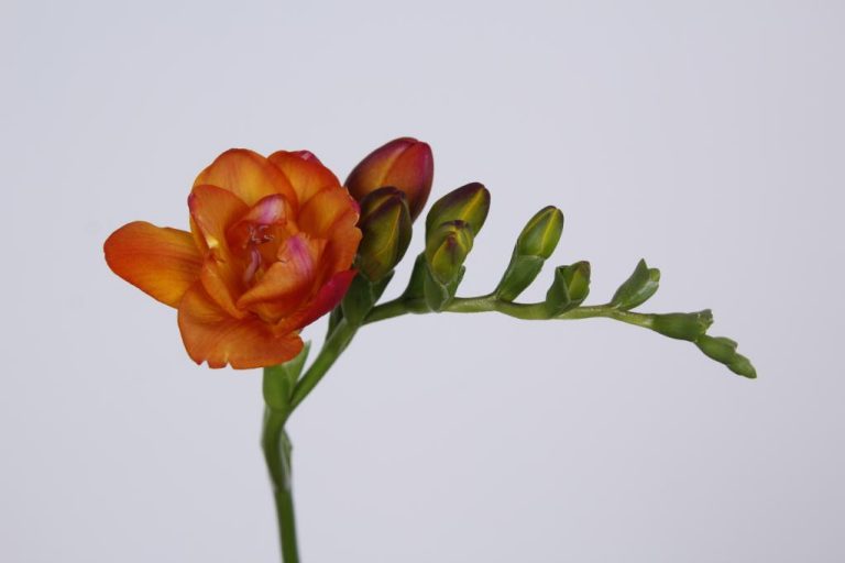 freesia dbl mandarine - Florasystem Žilina
