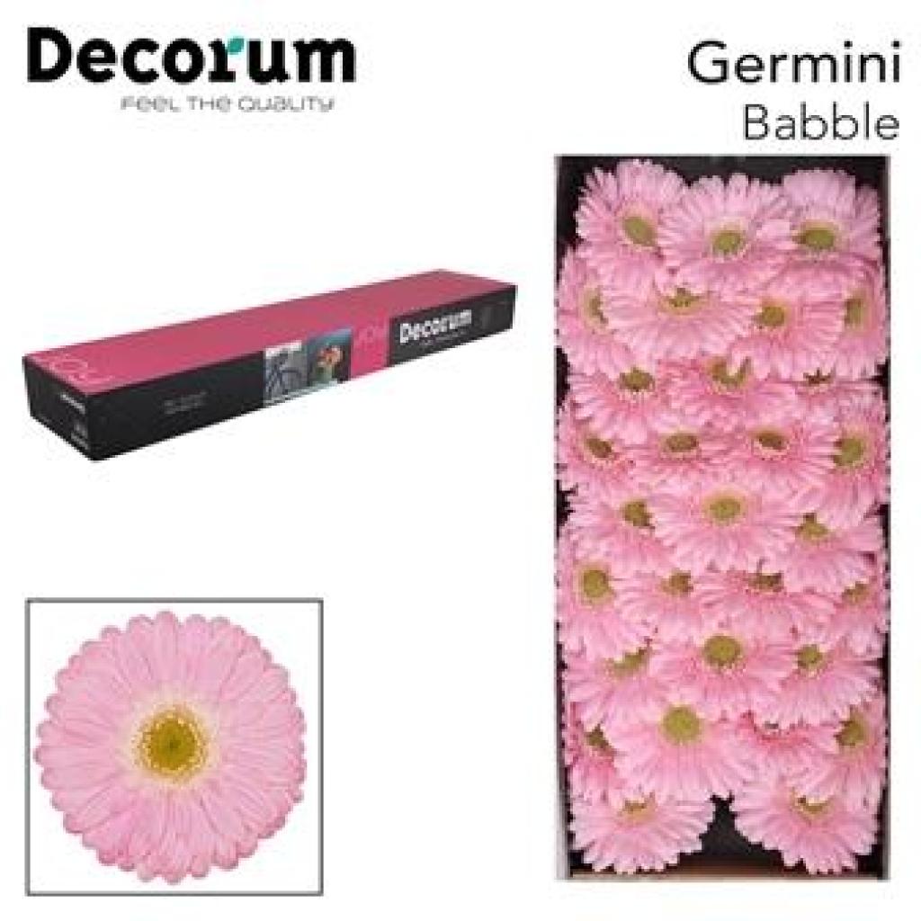 gerbera mini babble - Florasystem Žilina