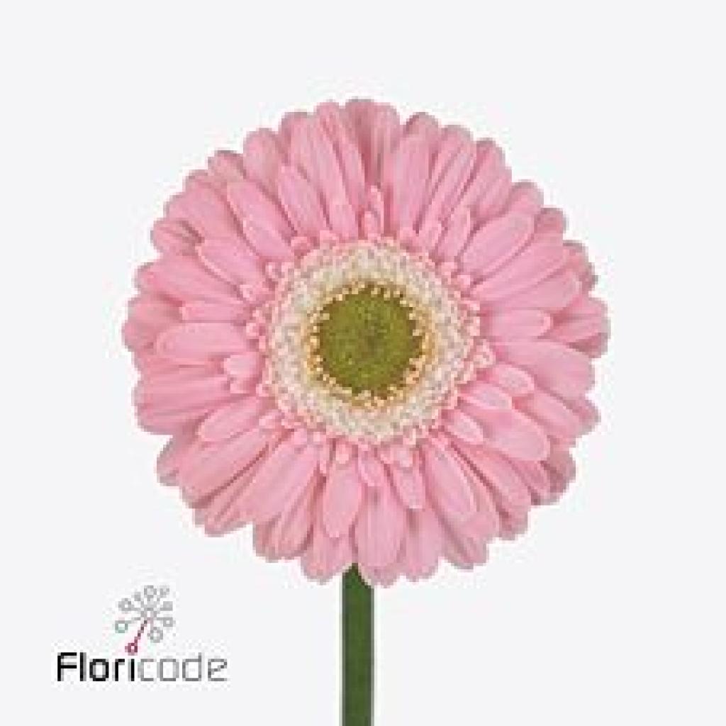 gerbera mini babble - Florasystem Žilina