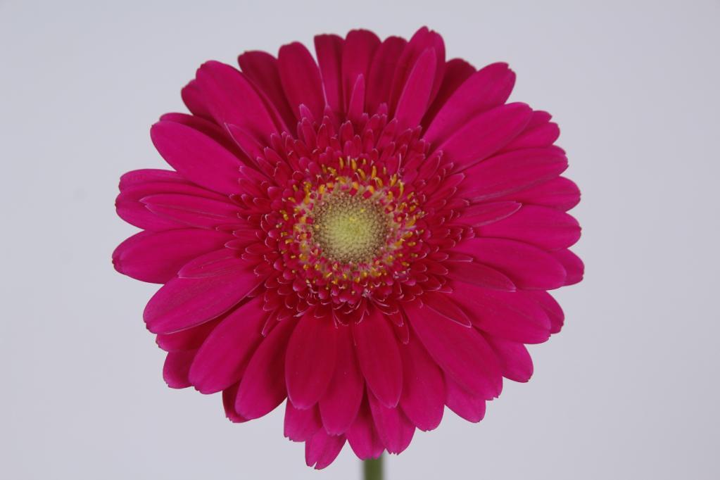 gerbera mi capri - Florasystem Žilina