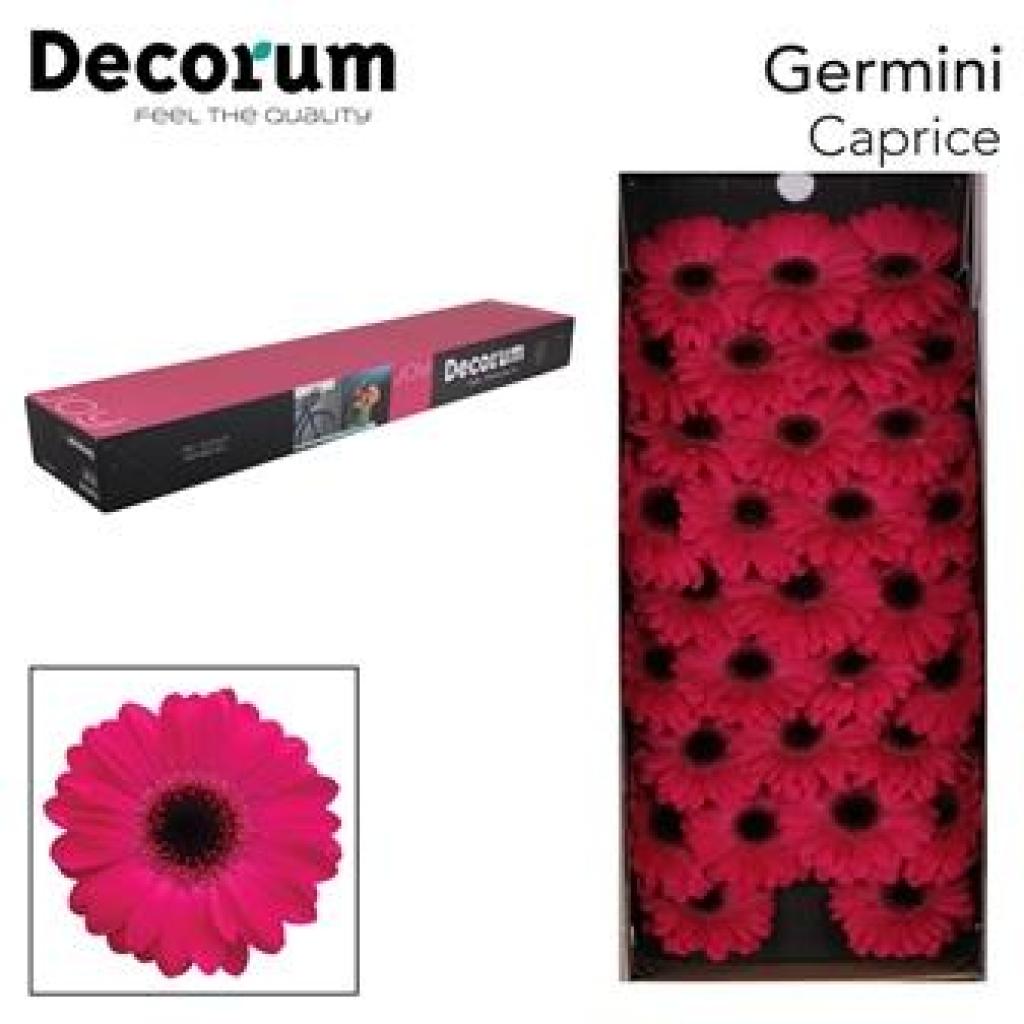 gerbera mi caprice - Florasystem Žilina