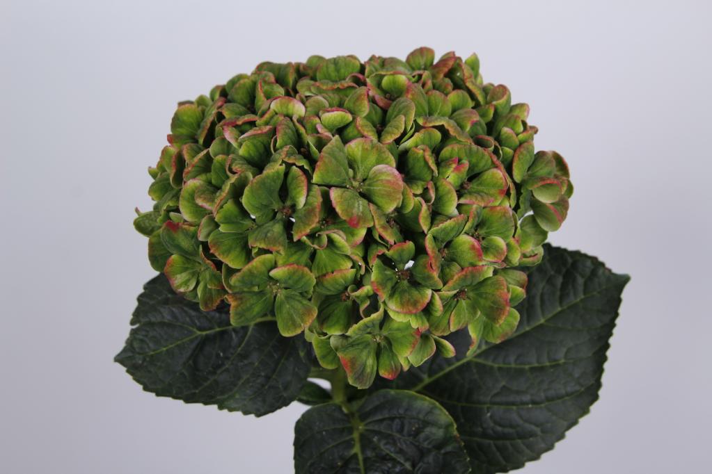 hydrangea magic coral cl - Florasystem Žilina