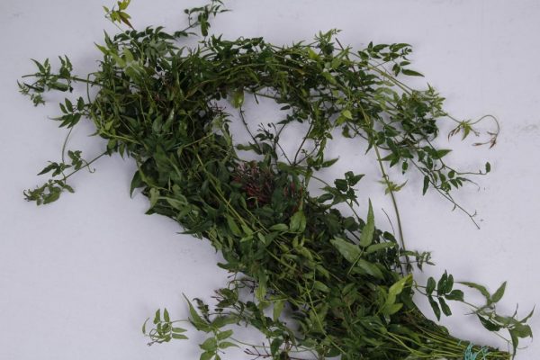 jasmine trailing - Florasystem Žilina