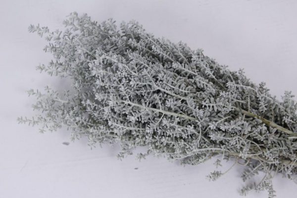 kochia scoparia - Florasystem Žilina
