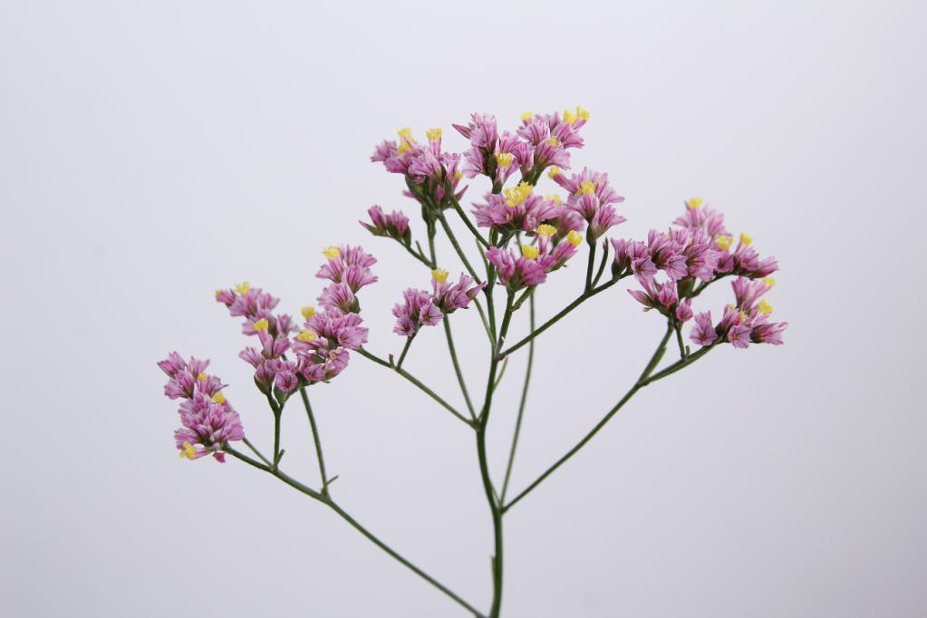 limonium sin anouchka diamond - Florasystem Žilina