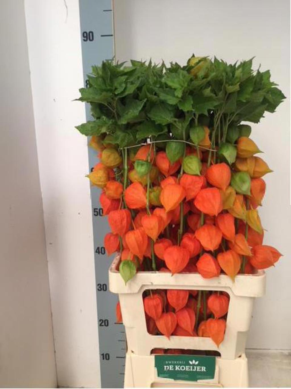 physalis lampion - Florasystem Žilina