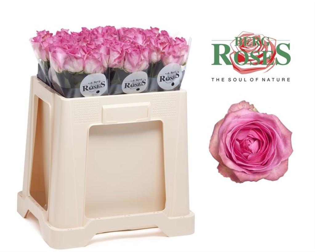 rosa avalanche candy - Florasystem Žilina