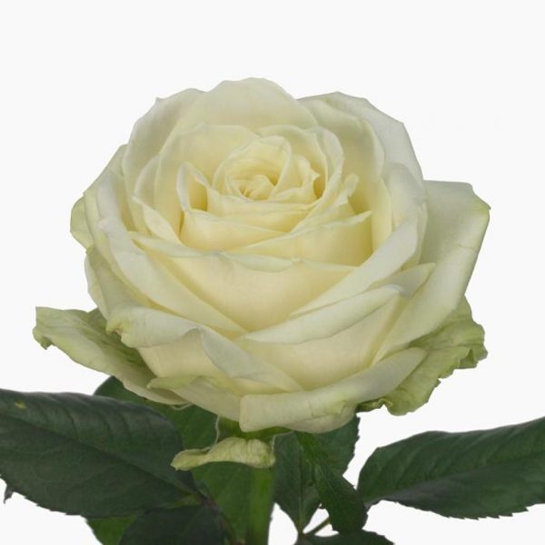 rosa avalanche - Florasystem Žilina