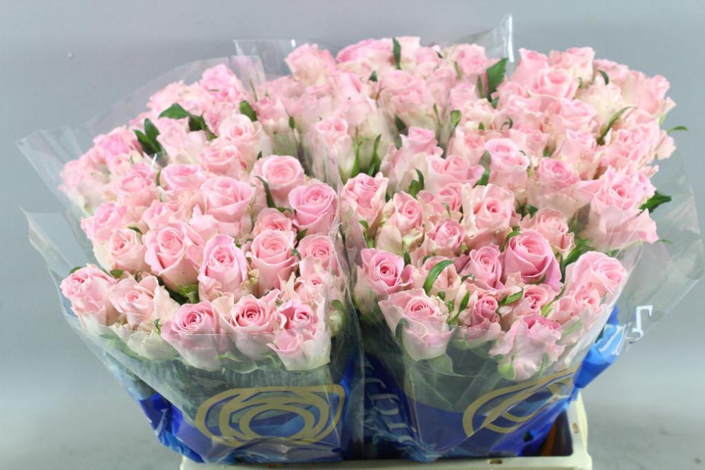 rosa babyface - Florasystem Žilina