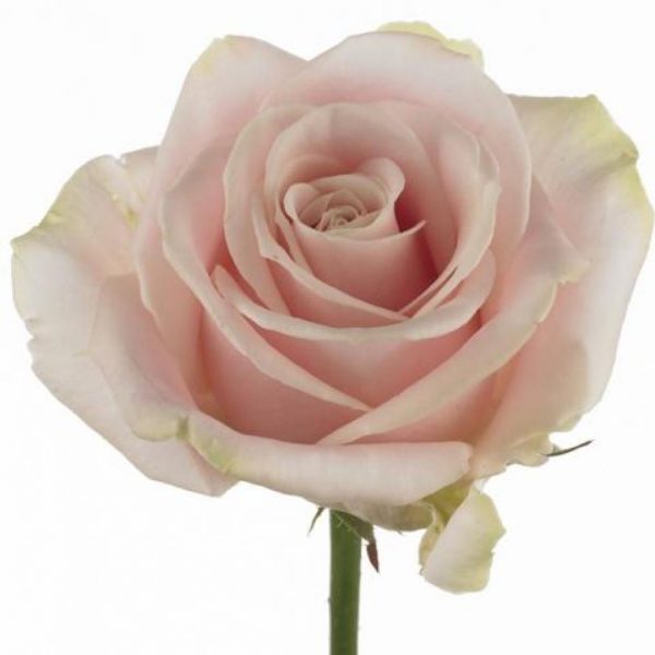 rosa sweet avalanche - Florasystem Žilina