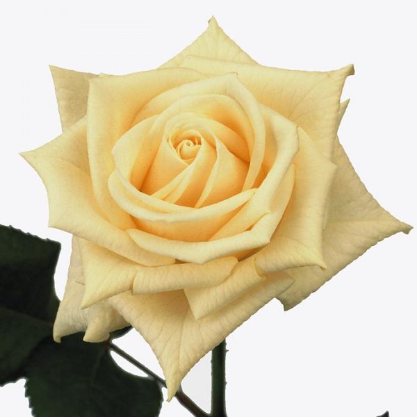 rosa vendela - Florasystem Žilina