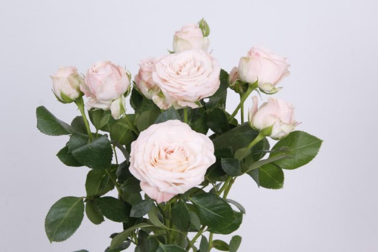 rosa bombastic - Florasystem Žilina