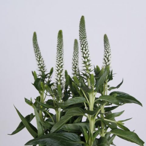 Veronica - Florasystem Žilina