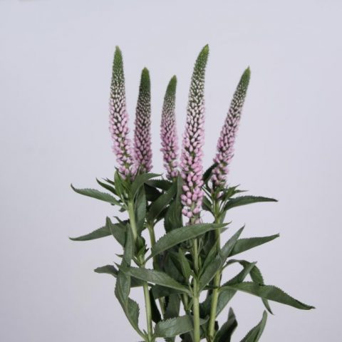 veronica smart luna – Florasystem Žilina