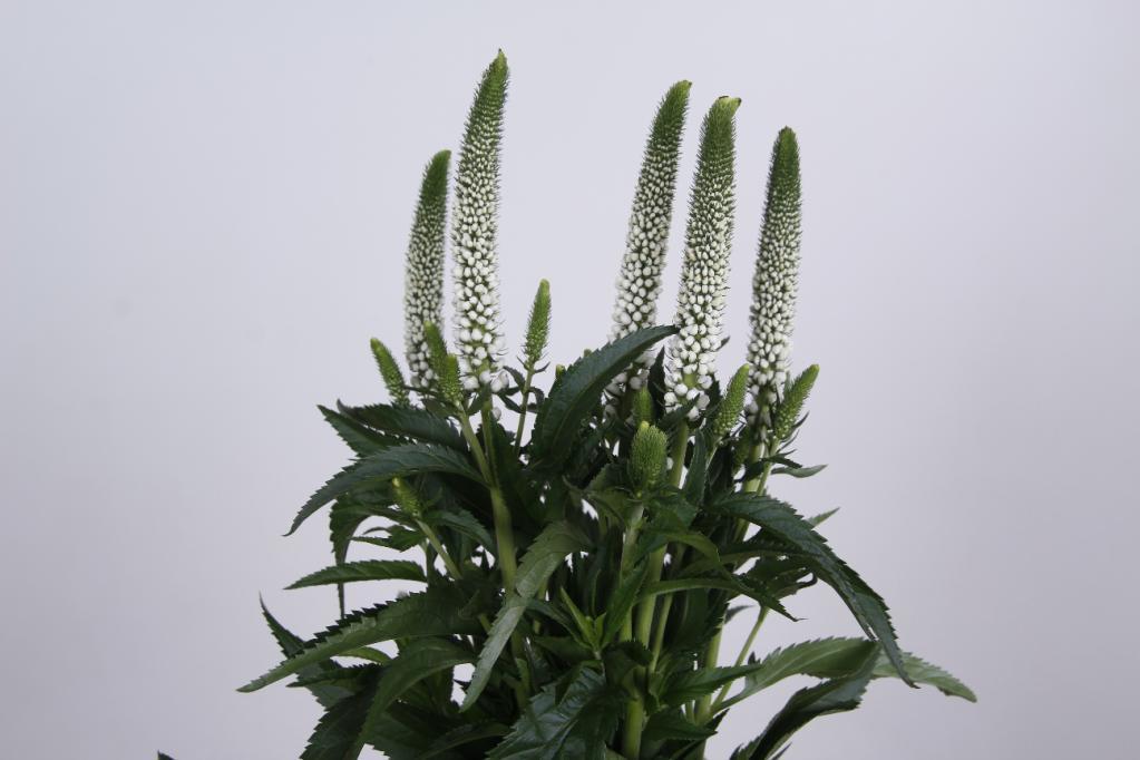 veronica smart luna - Florasystem Žilina