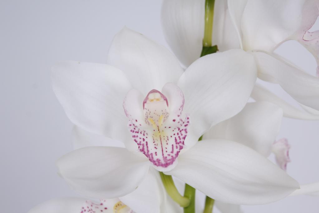 Cymbidium magic white - Florasystem Žilina